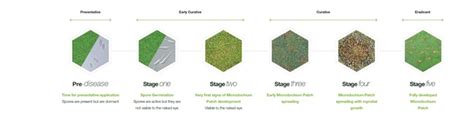 Microdochium Patch Uks Number One Turf Disease
