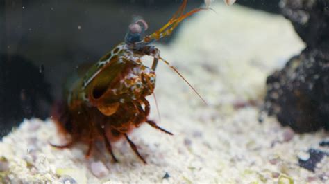 Mantis Shrimp Breaking Glass  Why Mantis Shrimp Dont Crack Under