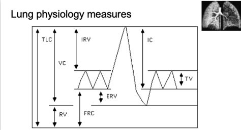 Lung Physiology Lung Function Tests Flashcards Quizlet