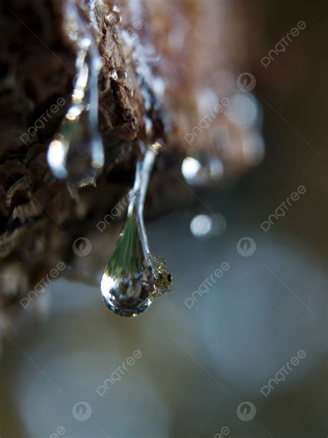 Fossilized Resin Background Images Hd Pictures And Wallpaper For Free Download Pngtree