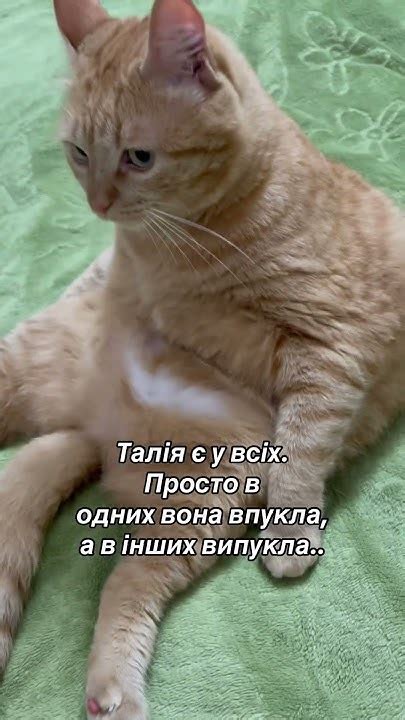 КІТ ЧІПС ТА ЕТАЛОНИ КРАСИ Cat приколы Catlover Cute Funny кот котик Funnycats котики