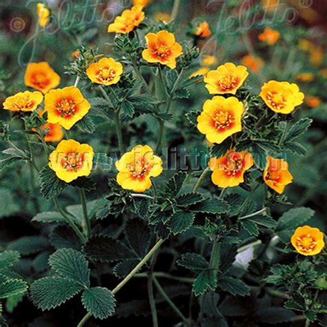 Potentilla Himalayan Cinquefoil Orange Starlit Garden Flower Plant