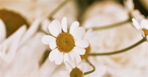 고요한 꽃 꽃꽂이 꽃다발 꽃무늬 꽃잎 낭만적인 녹색 줄기 데이지 밝은 부드러운 꽃잎 부케 섬세한 소프트 포커스 수직 쐈어 식물군 식물의 식물학