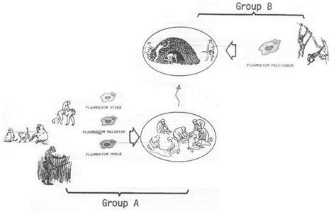 A Graphic Representation Of Biological And Philogenetical Evolution Of
