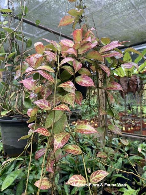 NParks | Hoya obscura