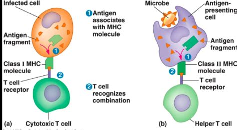 Major Histocompatibility Complex Antigens Diagram Quizlet