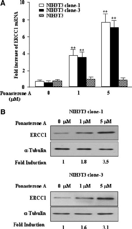 Oncogenic H Ras Induced Ercc1 Mrna And Protein Expression A The