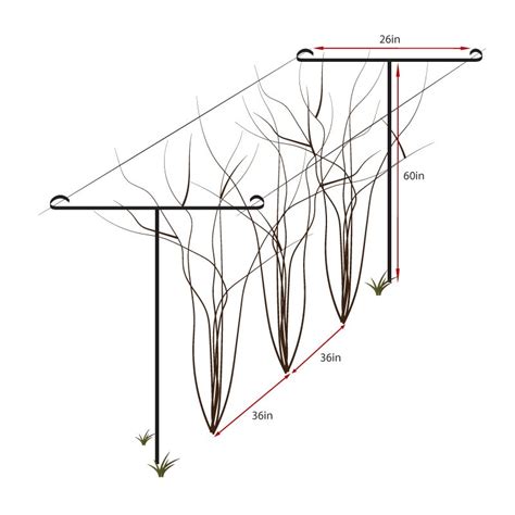 Blackberries The Natural Gardener