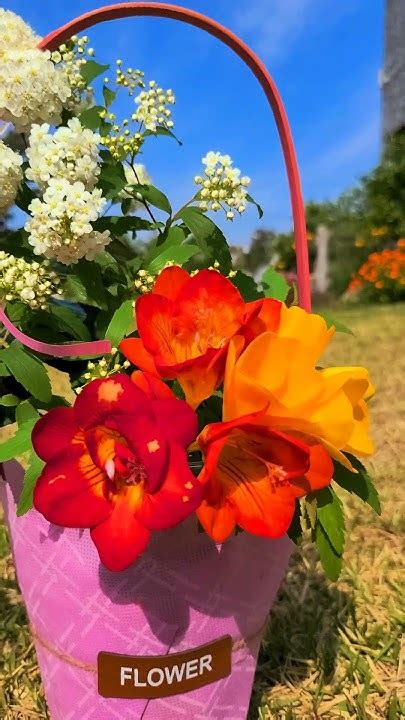 직접키운 조팝나무와 프리지아꽃꽃이 예쁘죠~쇠소깍천일펜션 😁 Youtube