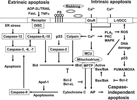 caspases in extrinsic and intrinsic neuronal apoptosis apoptosis is download scientific