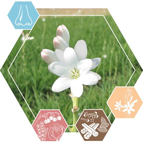 Methyltuberaat Giv Hekserij Hekserij