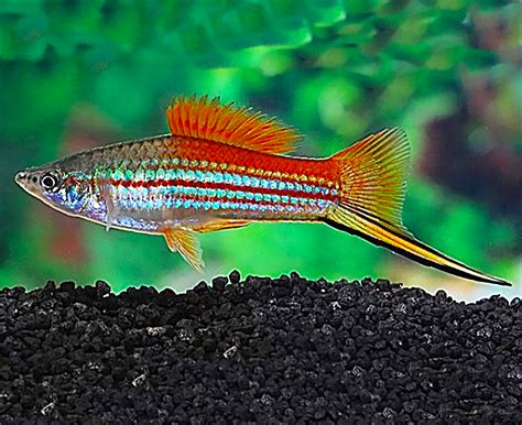 Swordtail Fish Breed Information And Pictures Artofit