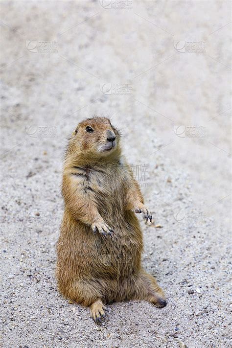 黑尾草原土拨鼠正坐在沙滩上