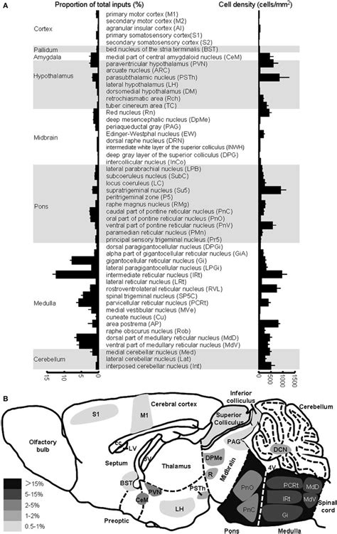 Brain Areas Providing Inputs To Nts Pomc Neurons A Percentage Of