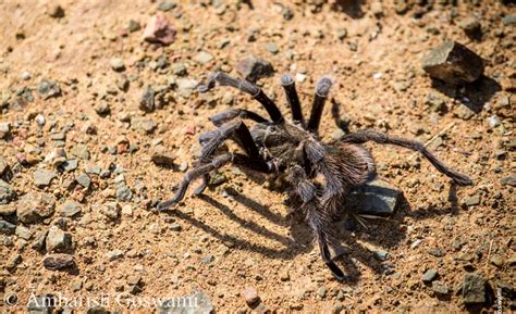 Wandering Tarantula Natureoutside