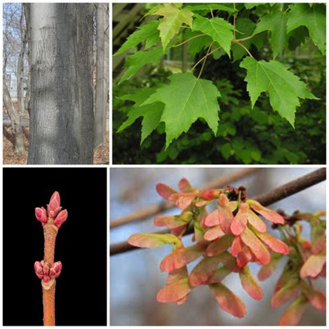 Tree Picture ID Set Flashcards Quizlet Tree Picture ID Set Flashcards Quizlet