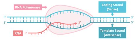 transcription sl