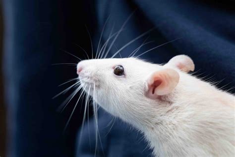 Whisker Whisperers Life Sciences Weizmann Wonder Wander News Features And Discoveries