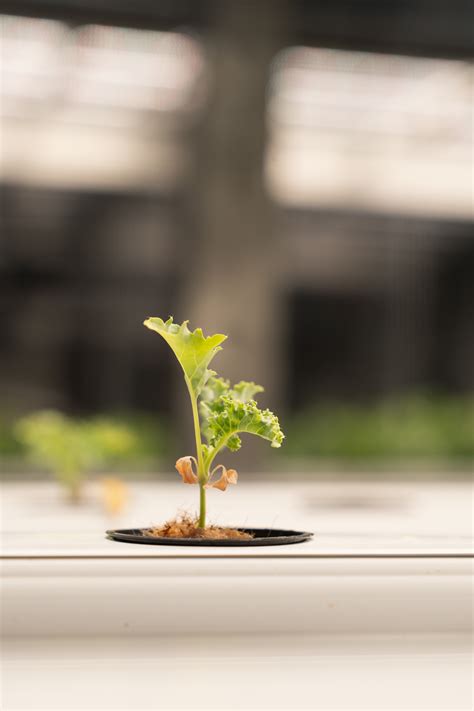 Nexus Of Water And Food Security Hydroponic Systems For Water Efficient Agriculture