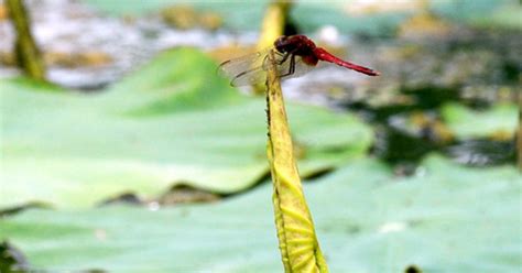 연잎에 앉아 쉬는 고추잠자리