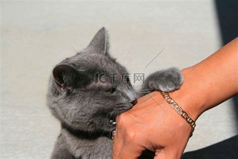 斗猫高清摄影大图 千库网