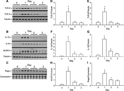 Toll Like Receptor 2 Tlr2 And 9 Expression And Nucleotide Binding