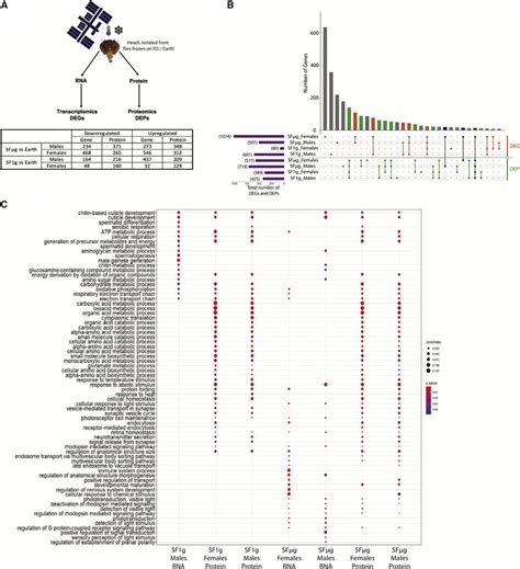 Global Overview Of Multi Omics Analysis On Flies Frozen In Space A