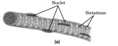 Draw Well Labelled Diagrams Of Various Types Of Muscles Found In Human