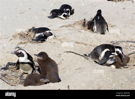 Jackass Penguin African Penguin Spheniscus Demersus Breeding Colony