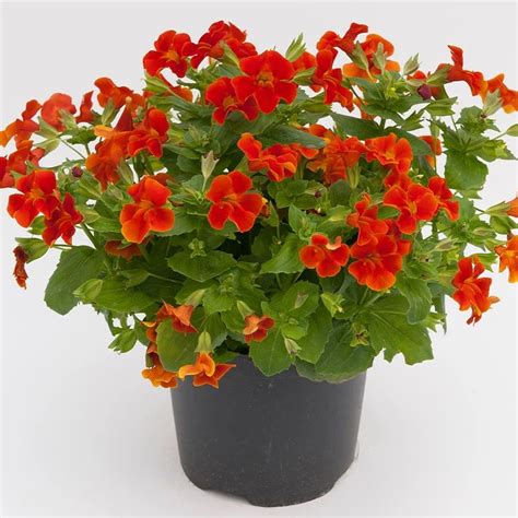 Mimulus F1 Mystic Mix Sakata At Rs 1890 Jaipur Id 2851076445862