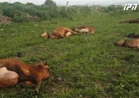 მარნეულში ფერმერს 150 მდე ძროხა დაეხოცა კვირის პალიტრა