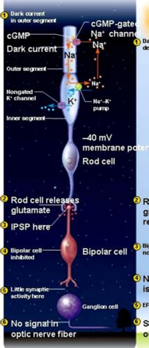 4 13 Visual System I Flashcards Quizlet