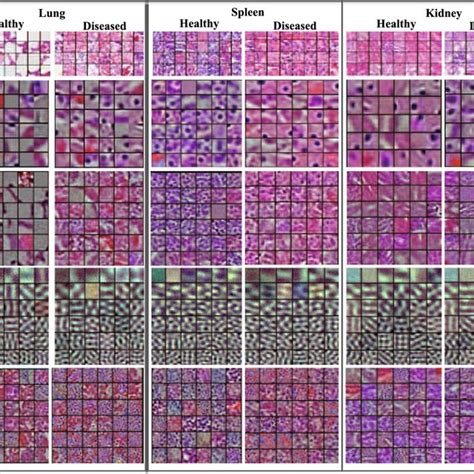 Visualization Of Learned Dictionaries With Crddl Dfdl Fddl And Download Scientific Diagram