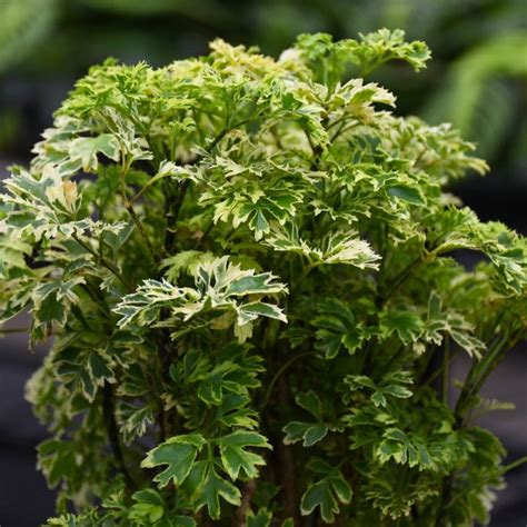 Polyscias Fruticosa Aralia Ming Gold Mini Bonsai Gertens Garden Center