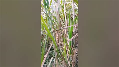 ඇලි හා වැටි ජල සම්පාදන ක්‍රමය Alagriculturalscience Agriscience Agriculture Youtube