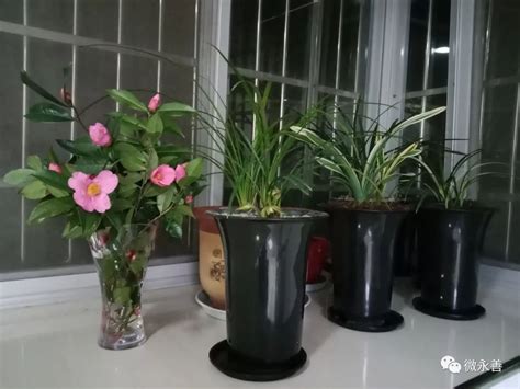 誓把青春献山林 只为青山绿树情——记昭通市永善县胡兴永绿色家庭创建纪实澎湃号·政务澎湃新闻 The Paper