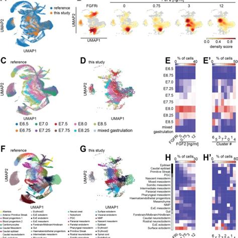 Integration Of Single Cell Transcriptomes With An Embryo Reference Download Scientific Diagram