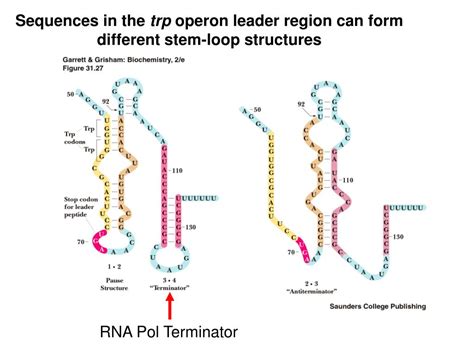 Ppt Prokaryotic Genetics Iii Gene Regulation Powerpoint