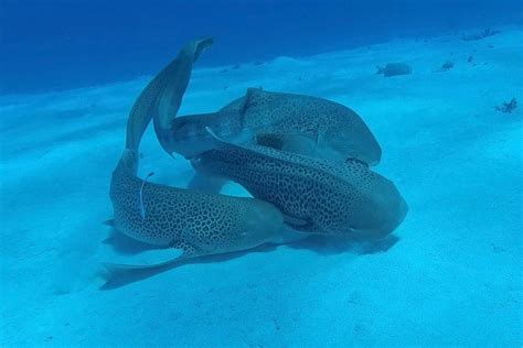 Leopard Sharks Recorded Mating By Researcher In Rare Event Off New