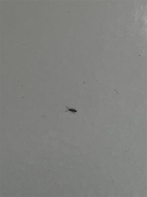 Tiny Bugs Long Island R Bugidentification
