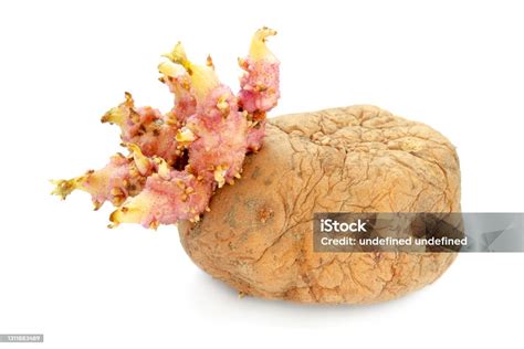 흰색에 고립 된 발아 감자 콩나물을 분리한 덩이줄기 감자는 봄에 오래된 감자 덩이줄기를 심기 전에 살려주시다 흰색 배경에 분홍색 씨앗을 가진 감자 흰색 배경 0명에 대한