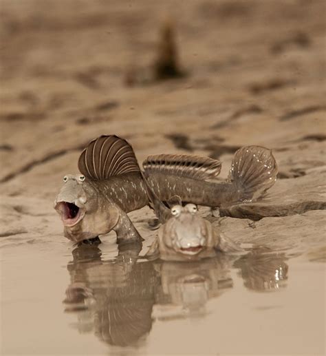 Mudskipper Fish