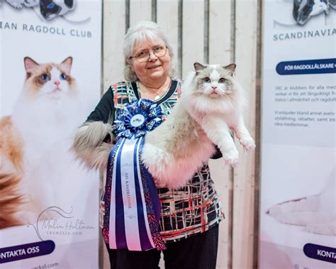 Breed BIS Ragdoll Scandinavian Ragdoll Club