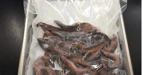 항생제 초과 검출 중국산 활미꾸라지 회수