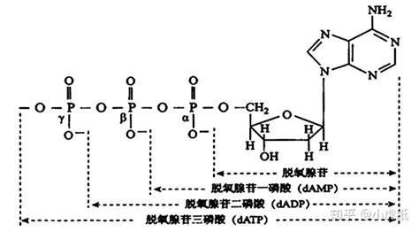 为什么 Dna 在复制过程中不会产生水？ 知乎