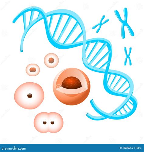 Chromosome Cells And Dna On The White Background Stock Vector Illustration Of Medical Clone