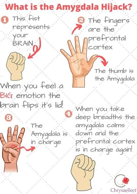 Amygdala Hijack Anxiety Anatomy And Symptoms Artofit