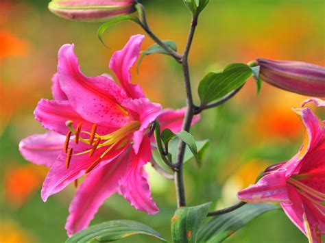 배경 화면 핑크 백합 꽃 새싹 나뭇잎 1920x1200 Hd 그림 이미지