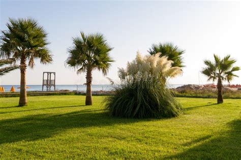 Garden With Grass Plants And Palm Trees Stock Images Image 36020864