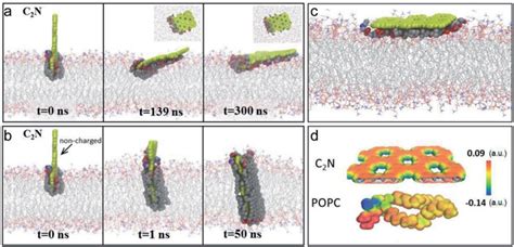 a and b md simulations show the representative trajectories of c 2 n